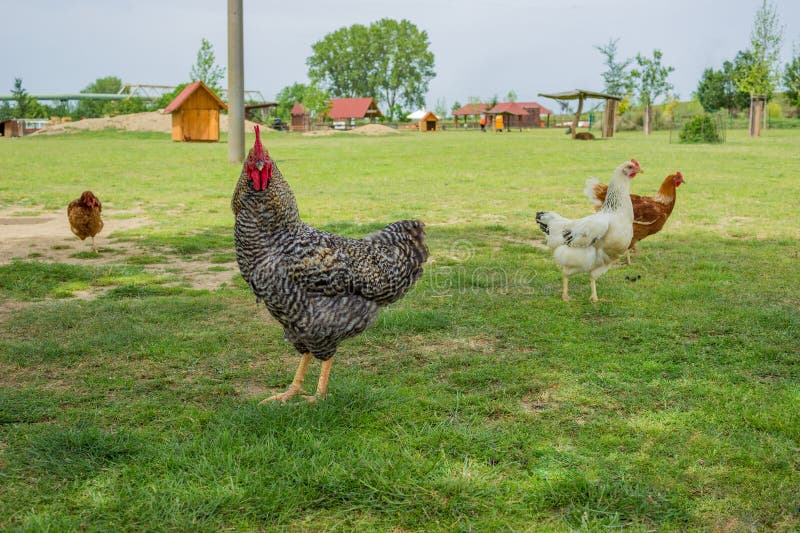 Brown Hen Standing in a Garden Stock Photo - Image of closeup, rural ...