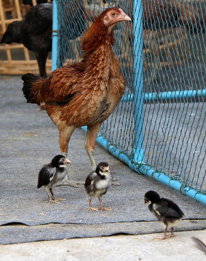 458 Chicken Chi Stock Photos - Free & Royalty-Free Stock Photos from ...