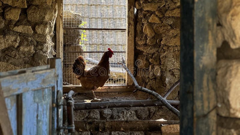 A Chicken Explores a Rustic Stone Barn on a Sunny Day, Enjoying the ...