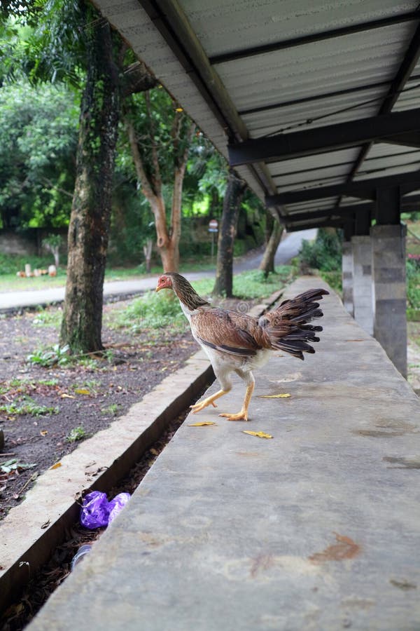 Hen Walking Alone on Concrete Bench Outdoors Stock Image - Image of ...