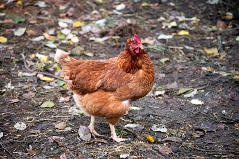 A Brown Hen Walks on a Farm in the Village. Stock Image - Image of ...