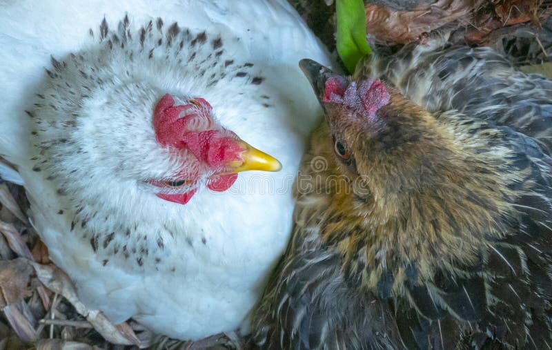 Pygmy hens brooding stock image. Image of incubate, together - 147758179