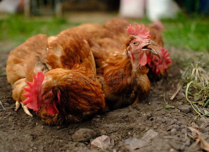 .the Brown Hens Happily Play on the Lawn Stock Image - Image of farm ...