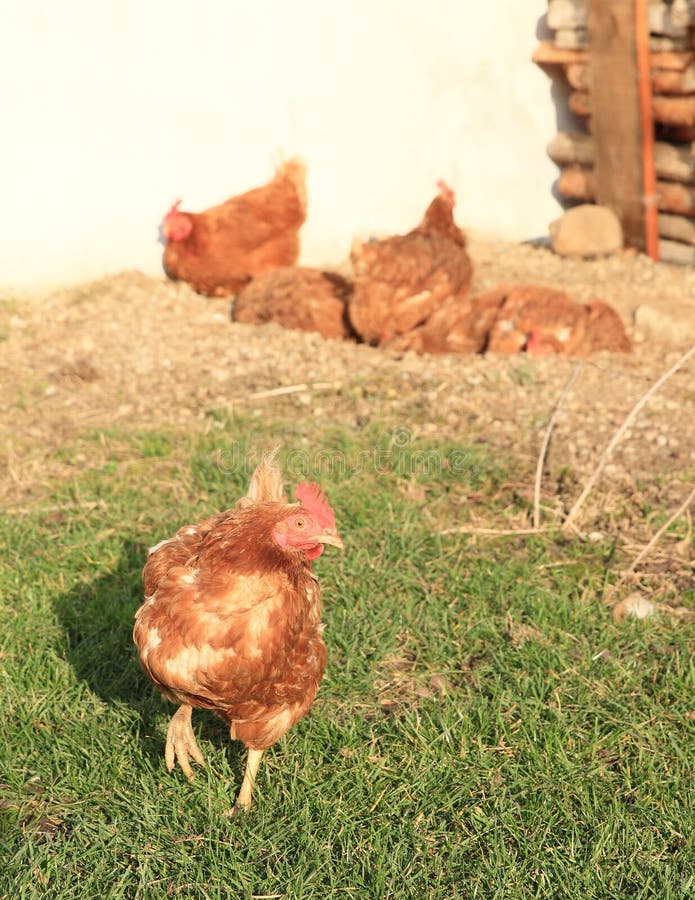 Brown hens stock image. Image of grass, perch, roost - 64485035