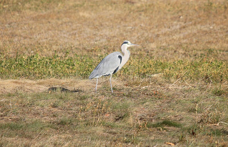 A Big Brown Heron is an Amazing Sight To Behold. Stock Photo - Image of ...