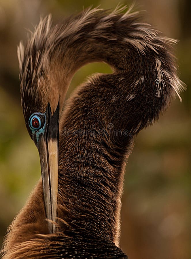 A Brown Heron with Fluffy Brown Feathers and a Long Beak, and a Curved ...