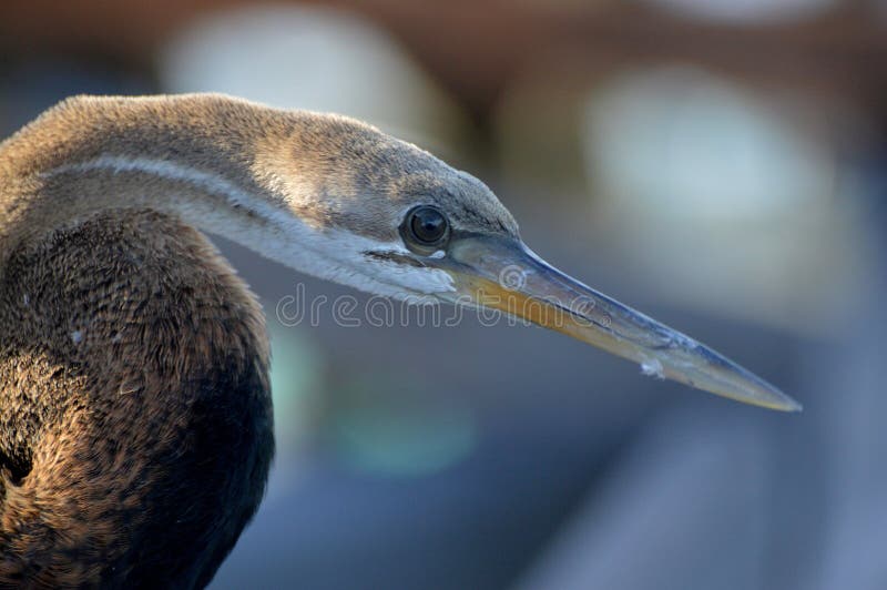 Brown heron stock image. Image of birds, egretta, aves - 313389951
