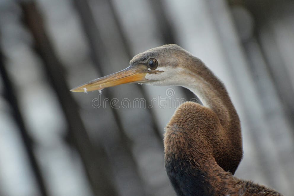 Brown heron stock image. Image of egret, fauna, hunting - 313390647