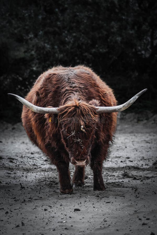 Brown Highland Bull Standing on Sandy Ground Stock Image - Image of ...