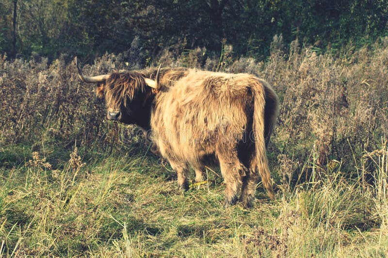 Brown Highland Cow Glancing Back at Camera Stock Photo - Image of ...