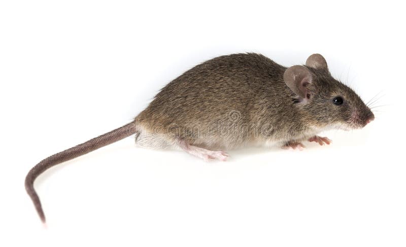 Brown home mouse stock image. Image of cute, funny, mouse - 29155239