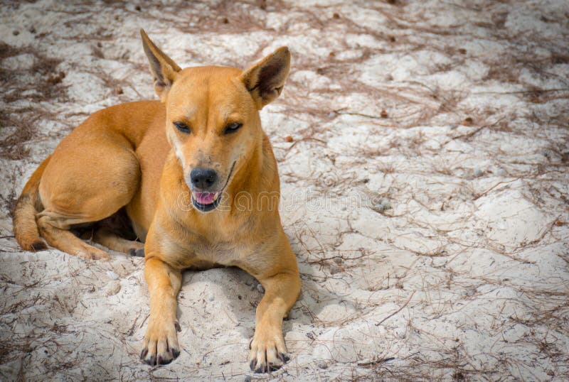 Brown Homeless Thai Dog on the Beach Stock Photo - Image of abandoned ...