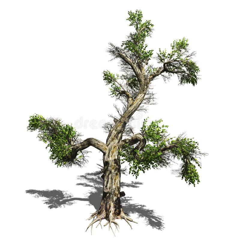 Brown Honey Tree with Green Leaves Stock Illustration - Illustration of brown, honey: 352988591