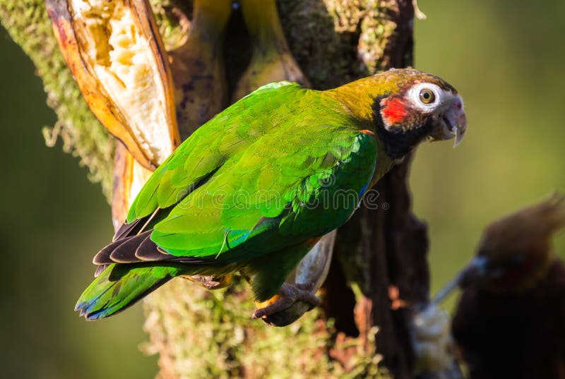 Brown-hooded Parrot of Costa Rica Stock Image - Image of parrots, wings ...