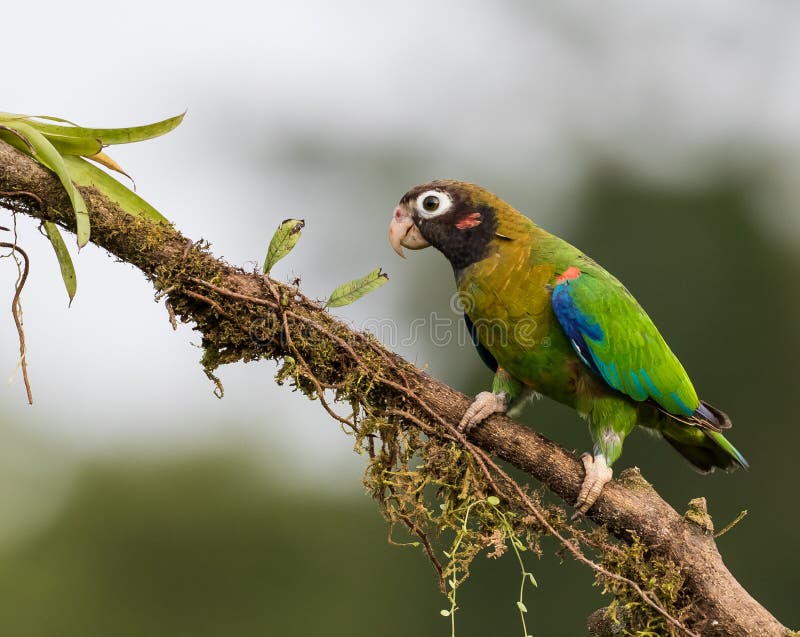 Hooded parrot stock photo. Image of black, parrot, blue - 26466248