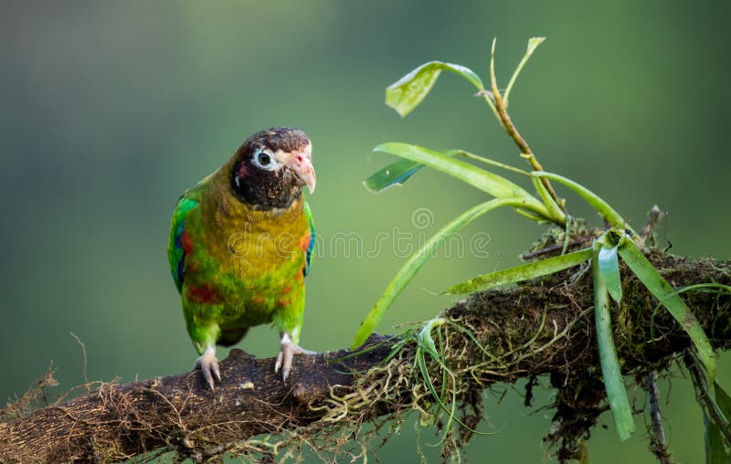 Hooded parrot stock photo. Image of black, parrot, blue - 26466248