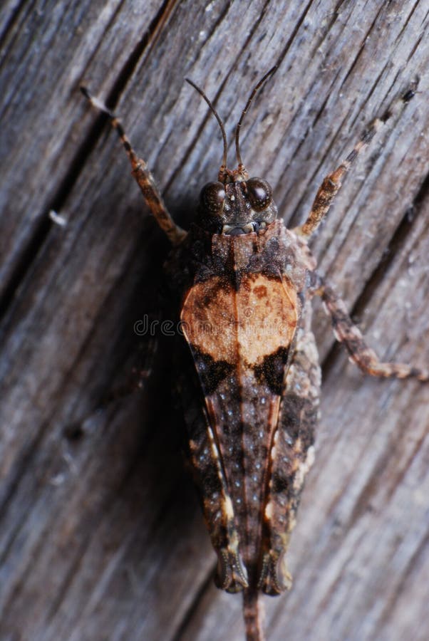 Brown plant hopper stock image. Image of brown, compound - 14409493