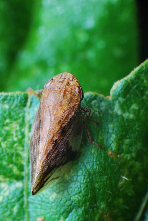 2,116 Brown Plant Hopper Stock Photos - Free & Royalty-Free Stock ...