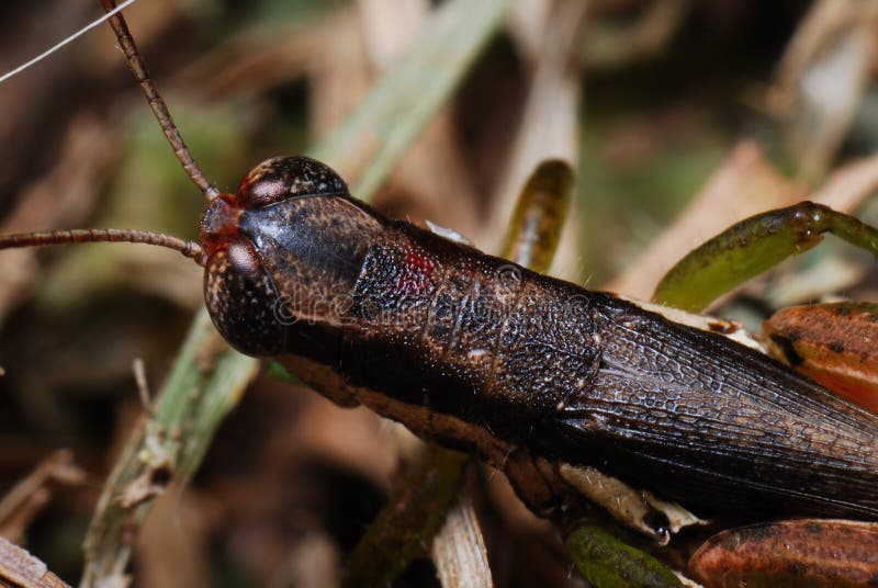 Brown Hopper stock image. Image of harvest, chameleon - 21786147