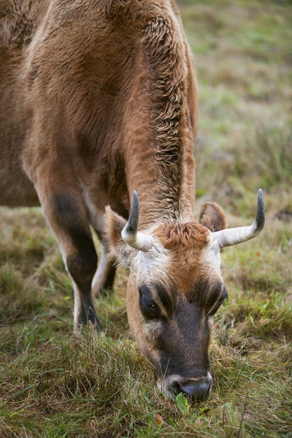 Brown Horned Cow Feeds from Grass in Meadow Stock Image - Image of ...