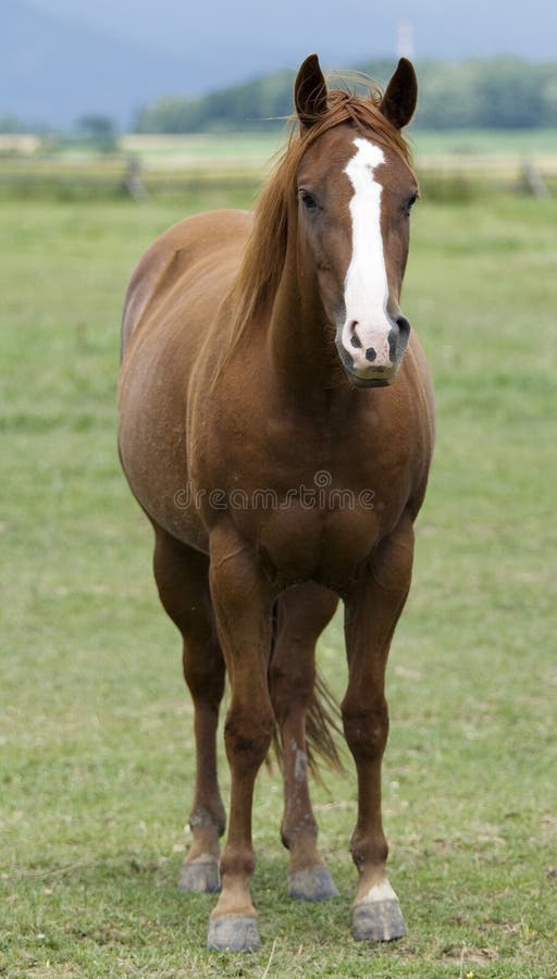 Brown Shetland Pony stock image. Image of sprinting, farm - 14270017