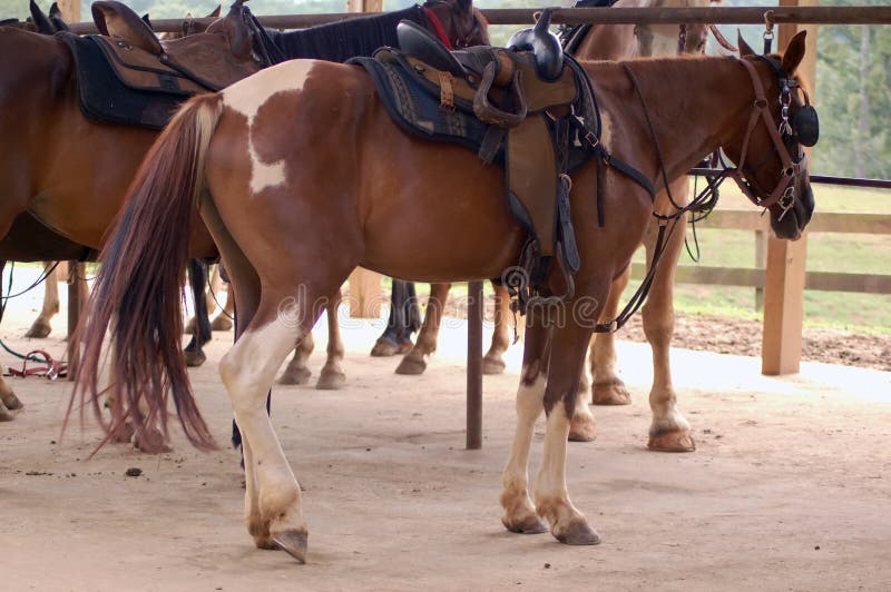 Brown horse stock image. Image of agricultural, breed - 1291877