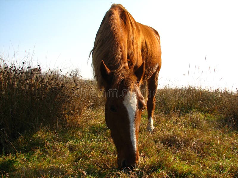 Brown Pony Picture. Image: 1935642