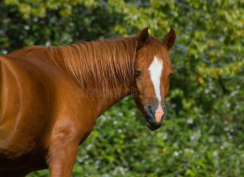 Brown horse stock photo. Image of ranch, wild, farm, rural - 4577628