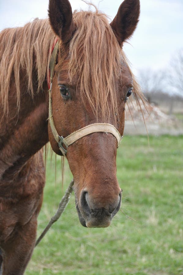 Brown horse stock photo. Image of countryside, dark, equine - 53651076