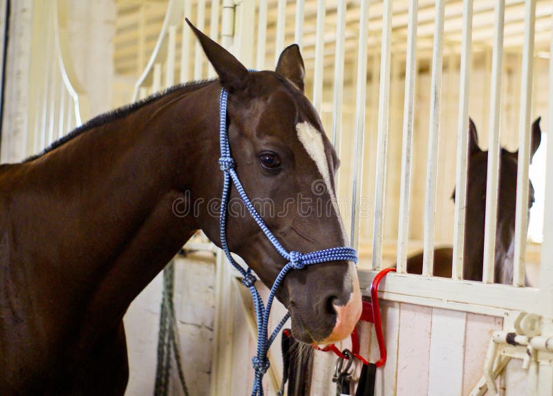 Brown Horse in a Blue Halter of Ropes in the Stable Stock Image - Image ...