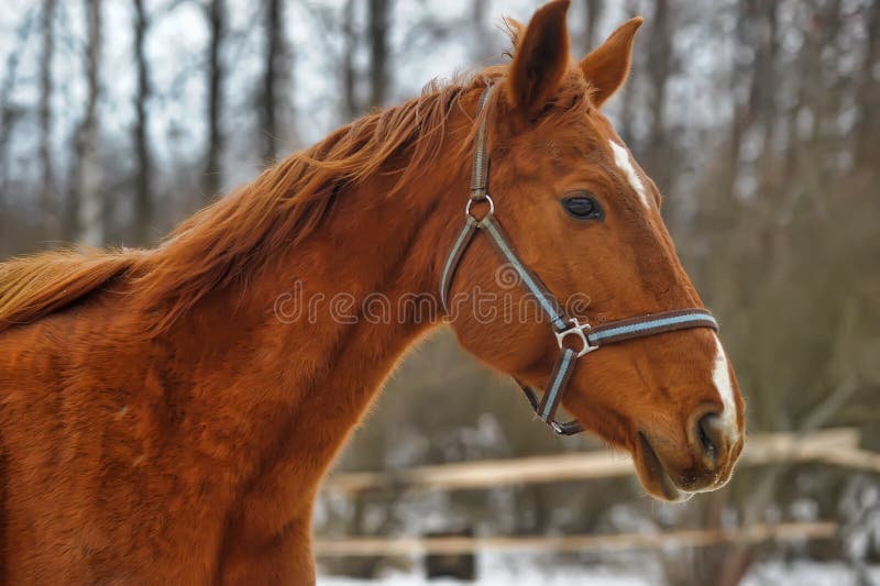 Brown horse. stock photo. Image of mammals, chestnut - 40197514