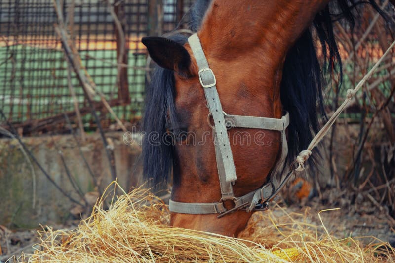 Brown horse in a meadow. stock image. Image of pasture - 277729811