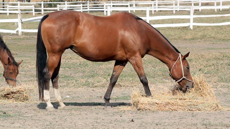A brown horse eating grass stock video. Video of nature - 352738241