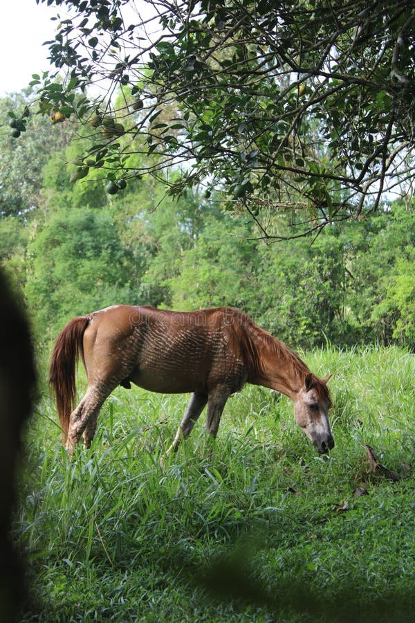 Brown Horse Feeding on Grass Under a Lemon Tree Stock Photo - Image of ...