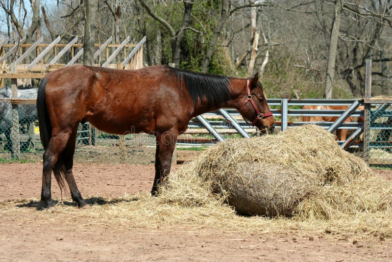 Brown horse feeding on hay stock image. Image of equestrian - 5152967