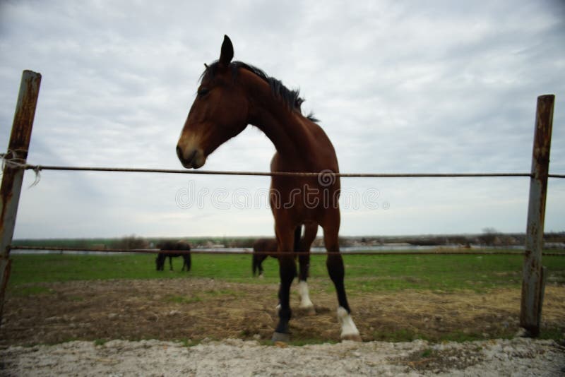 Brown Horse Graze in a Field on a Spring Day with Overcast Sky Stock ...