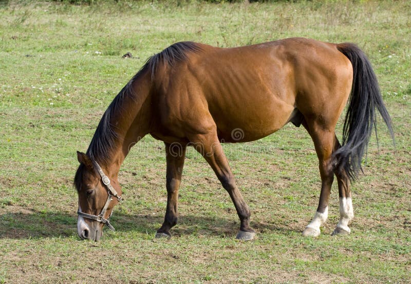 Brown horse grazing stock photo. Image of field, tail - 26884228