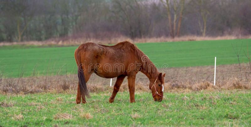 Brown Horse Grazing in a Lush Green Pasture Surrounded by Tall Trees ... Brown Horse Grazing in a Lush Green Pasture Surrounded by Tall Trees ...