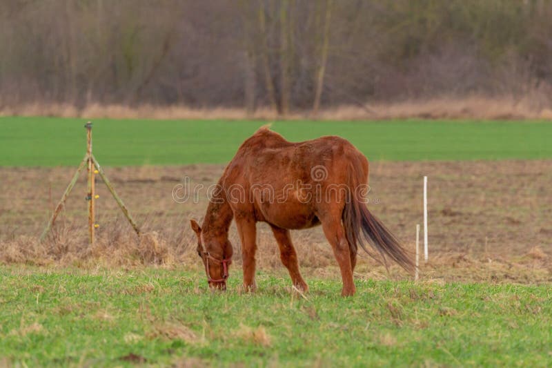 Brown Horse Grazing in a Lush Green Pasture Surrounded by Tall Trees ... Brown Horse Grazing in a Lush Green Pasture Surrounded by Tall Trees ...