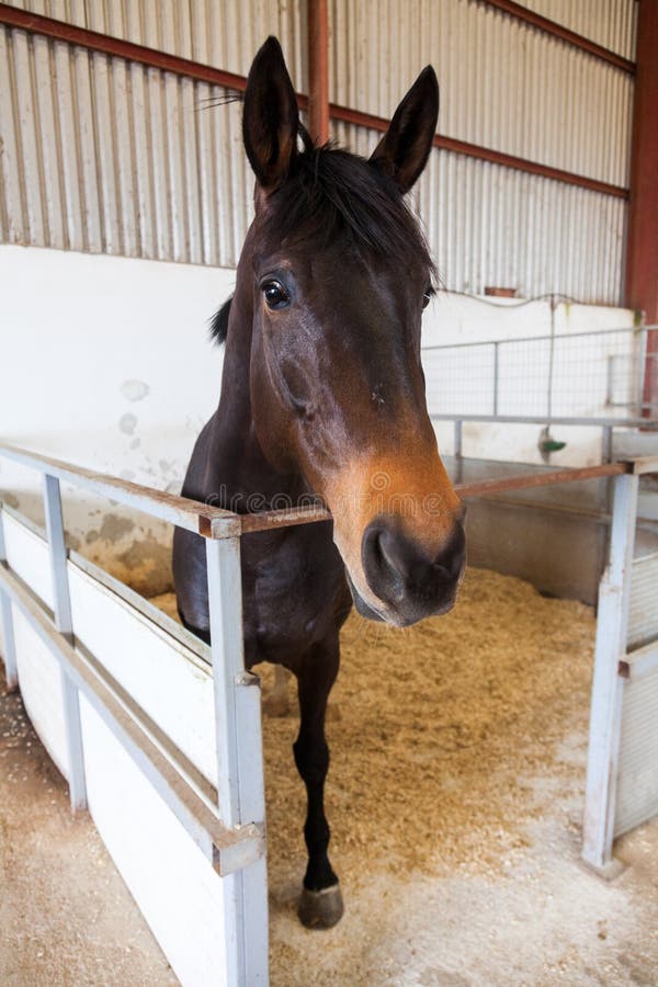 Brown horse stock photo. Image of door, love, farm, outdoors - 32795246