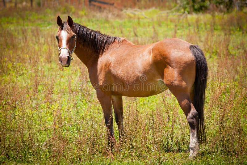 Brown Horse in a Green Field Stock Image - Image of green, field: 85457991