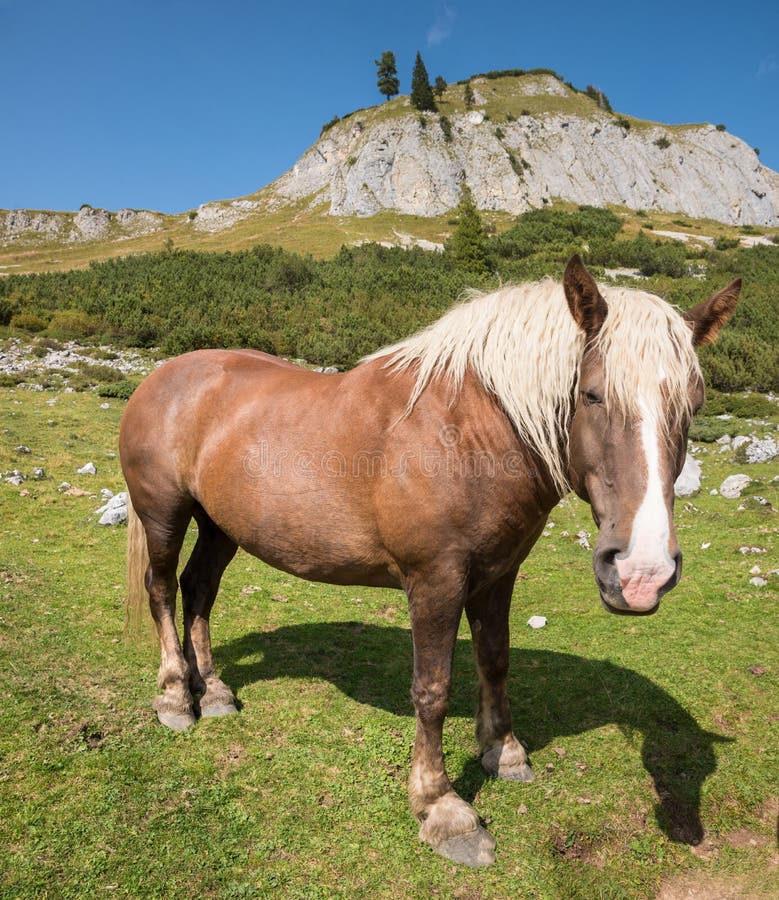 Brown Horse with Light Mane, Haflinger, in Alpine Landscape Stock Image ...