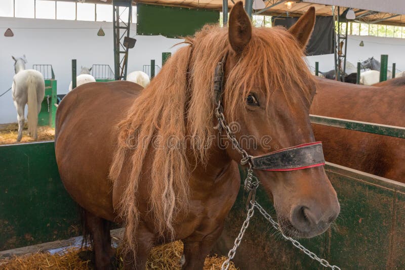 Brown Horse stock image. Image of stable, equestrian - 195991945