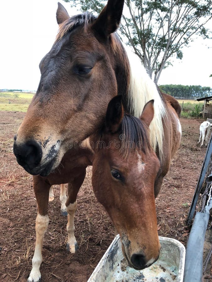 Brown Horse Protecting Her Calf, in an Open Field on a Cloudy Day Stock ...