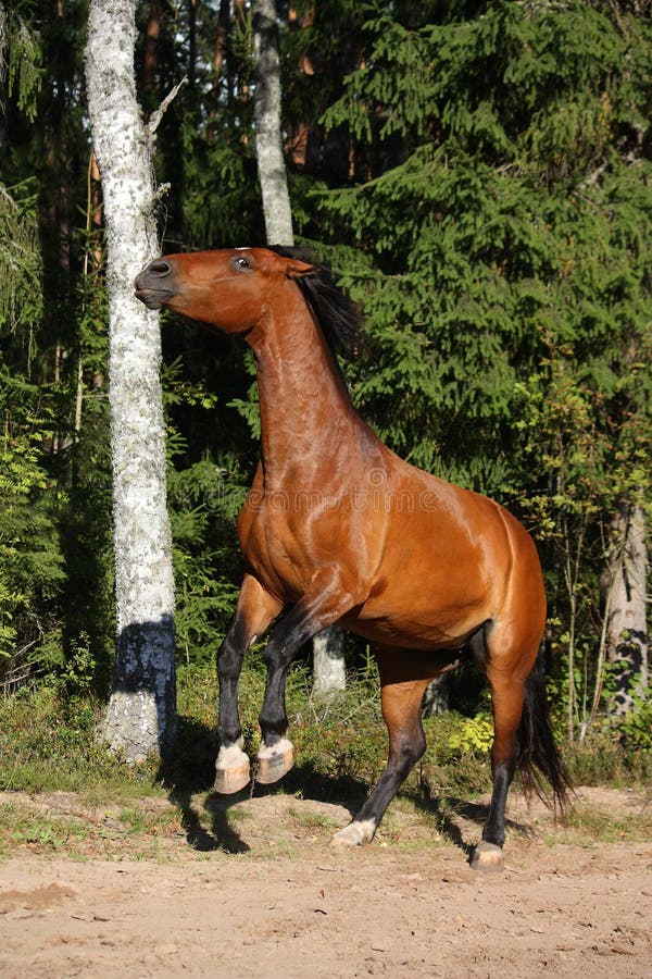 Brown Horse Rearing Up in the Forest Stock Image - Image of filly ...