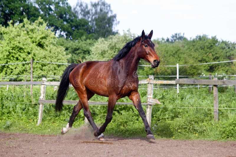 Brown Horse Running Home in the Summer Day Stock Image - Image of ...