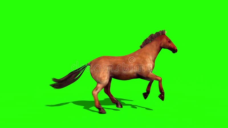 Brown Horse Runs Loop Animals Green Screen Side 3D Rendering Animation ...