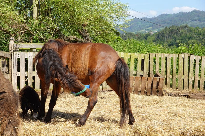 Brown Horse Scratching Its Leg, Big Horse in Straw Crib Stock Image ...