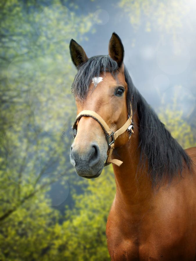 Brown Horse in Spring Landscape Stock Image - Image of seasonal, pretty ...