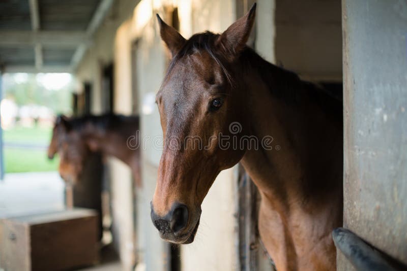 Brown horse in the stable stock photo. Image of herbivore - 97394482